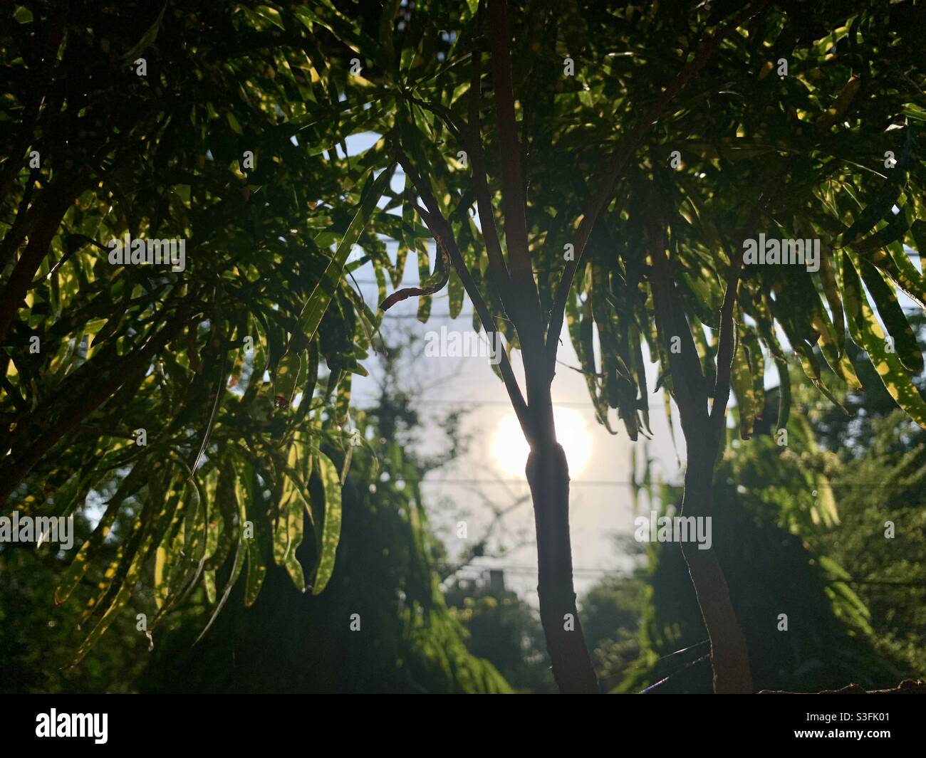 Thin tree green leaves trunk hi-res stock photography and images - Alamy