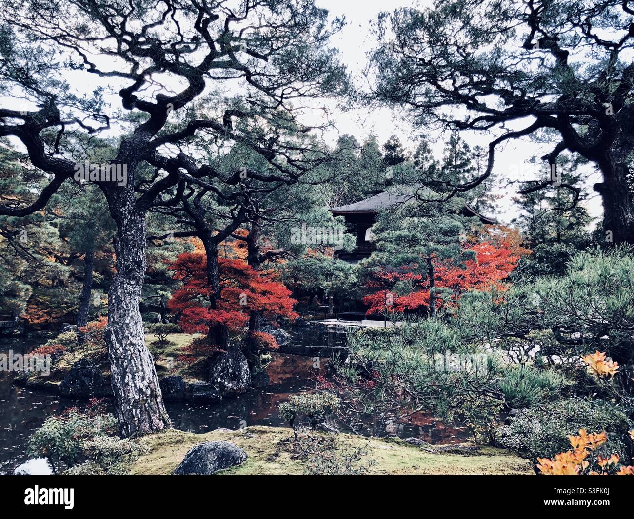 Japanese trees hi-res stock photography and images - Alamy
