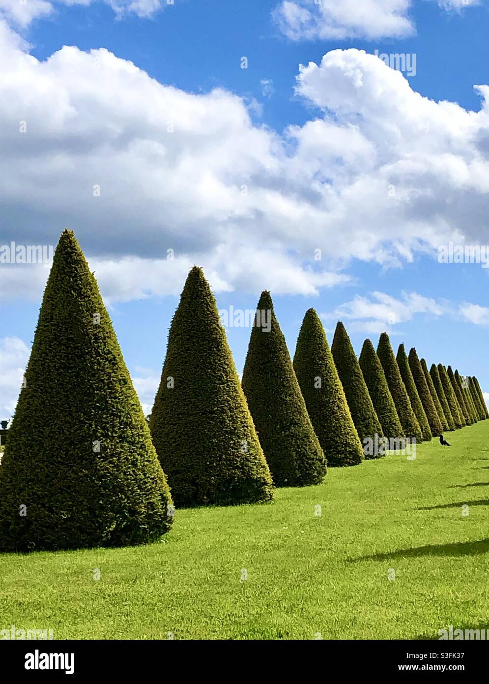 Symmetrical trees hi-res stock photography and images - Alamy