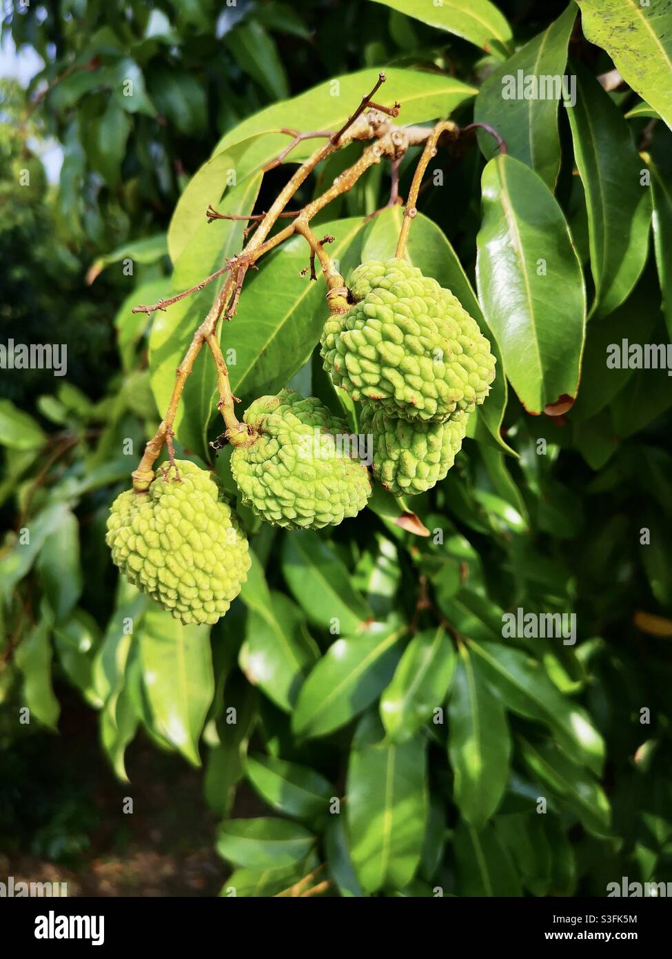 Lychee fruits on a tree Stock Photo - Alamy