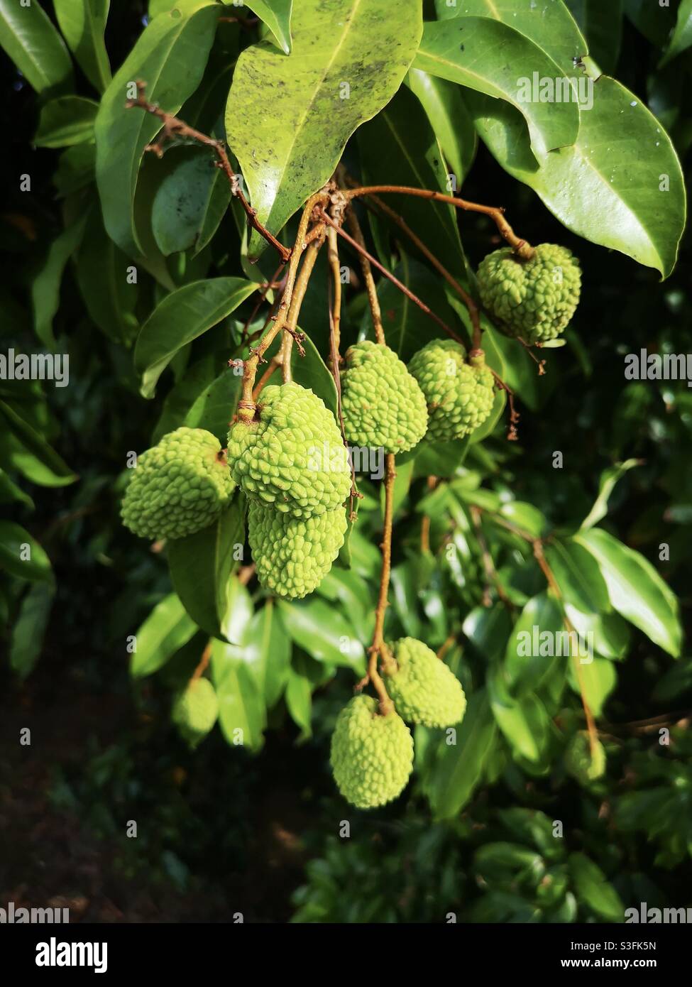 Growing Lychee fruits on a tree Stock Photo - Alamy