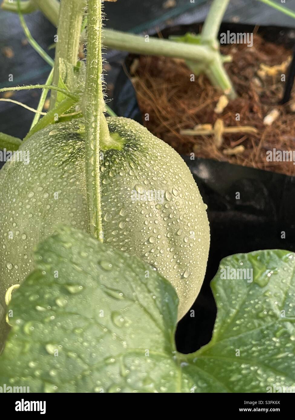 Rock fresh hi-res stock photography and images - Alamy