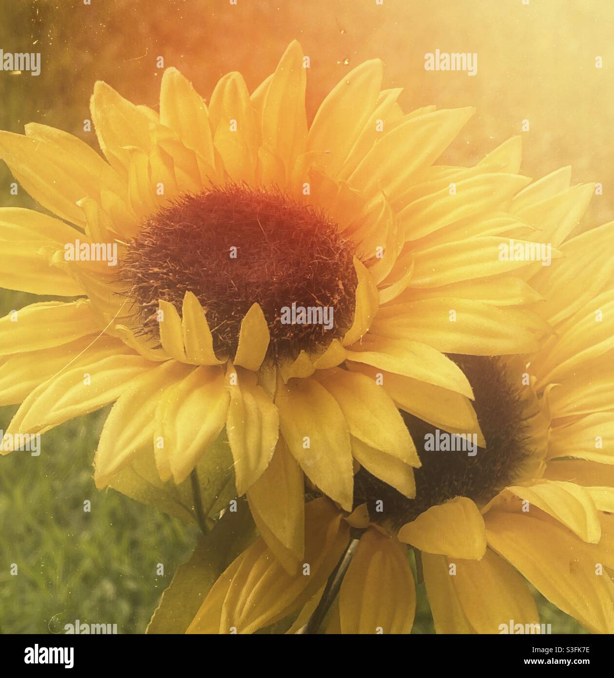 Yellow sun vintage hi-res stock photography and images - Alamy