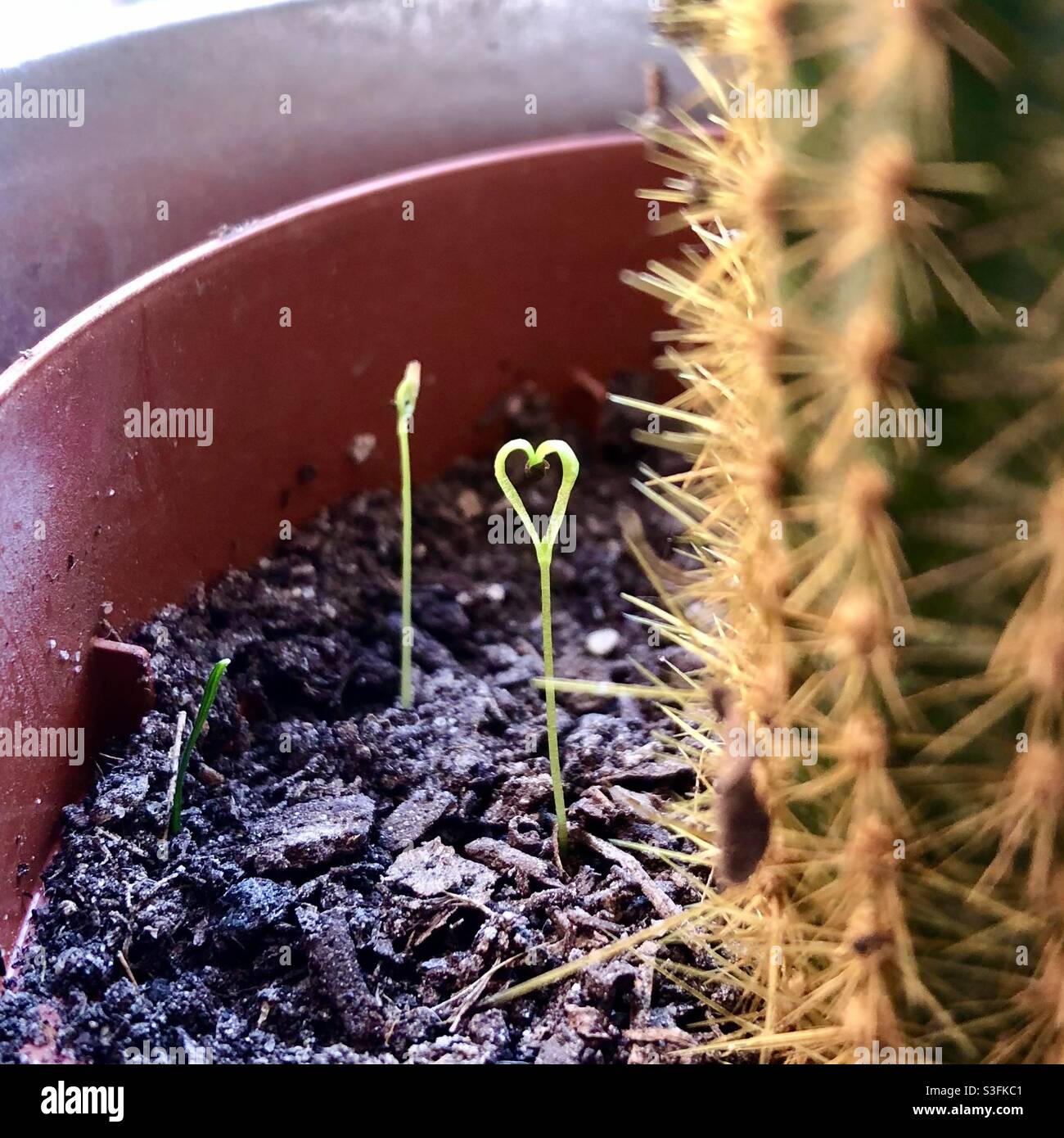 Seedling sprout hi-res stock photography and images - Alamy
