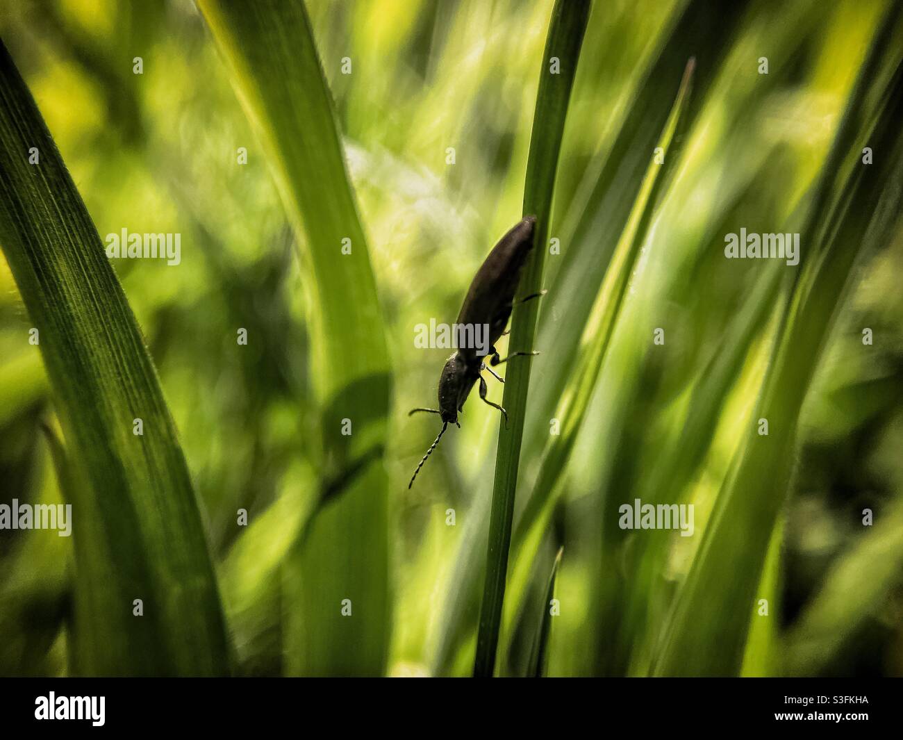 Blades of life hi-res stock photography and images - Alamy