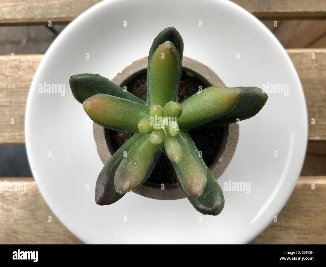 Plant from above Stock Photo - Alamy