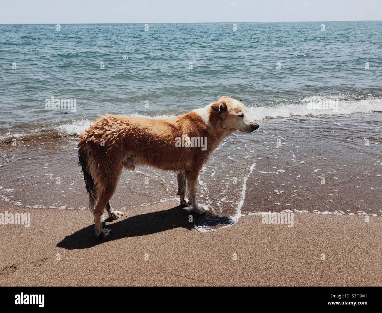 Sea side dog hi-res stock photography and images - Alamy