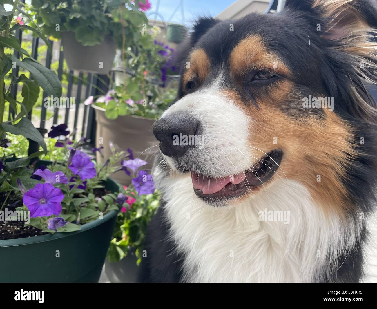 Dog happy flowers hi-res stock photography and images - Alamy