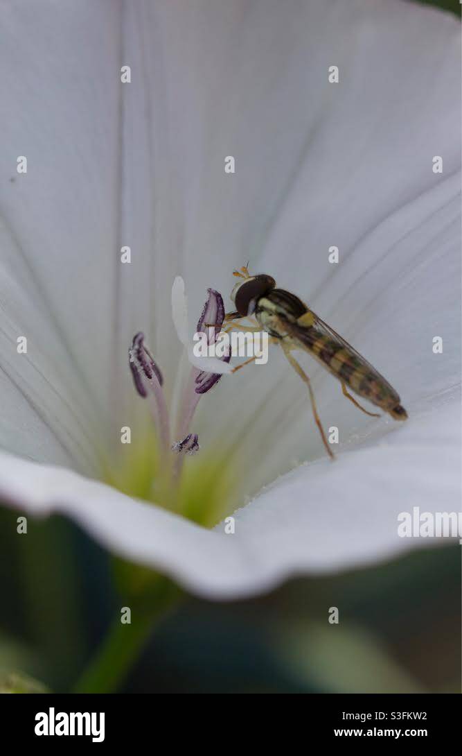 Impollinazione hi-res stock photography and images - Alamy