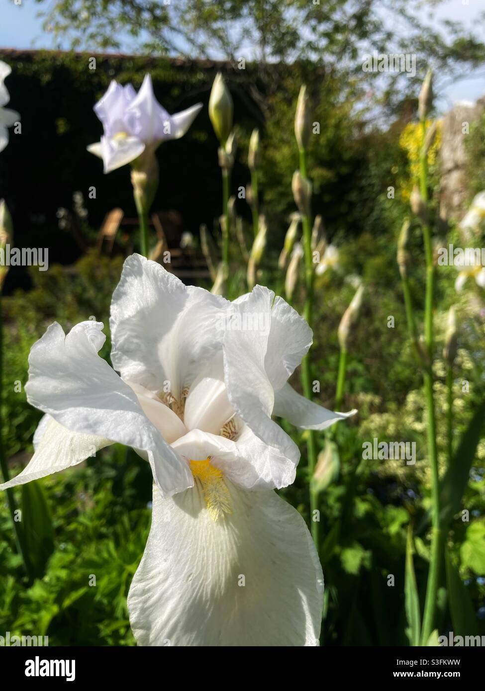 White Iris flowers in the garden Stock Photo - Alamy