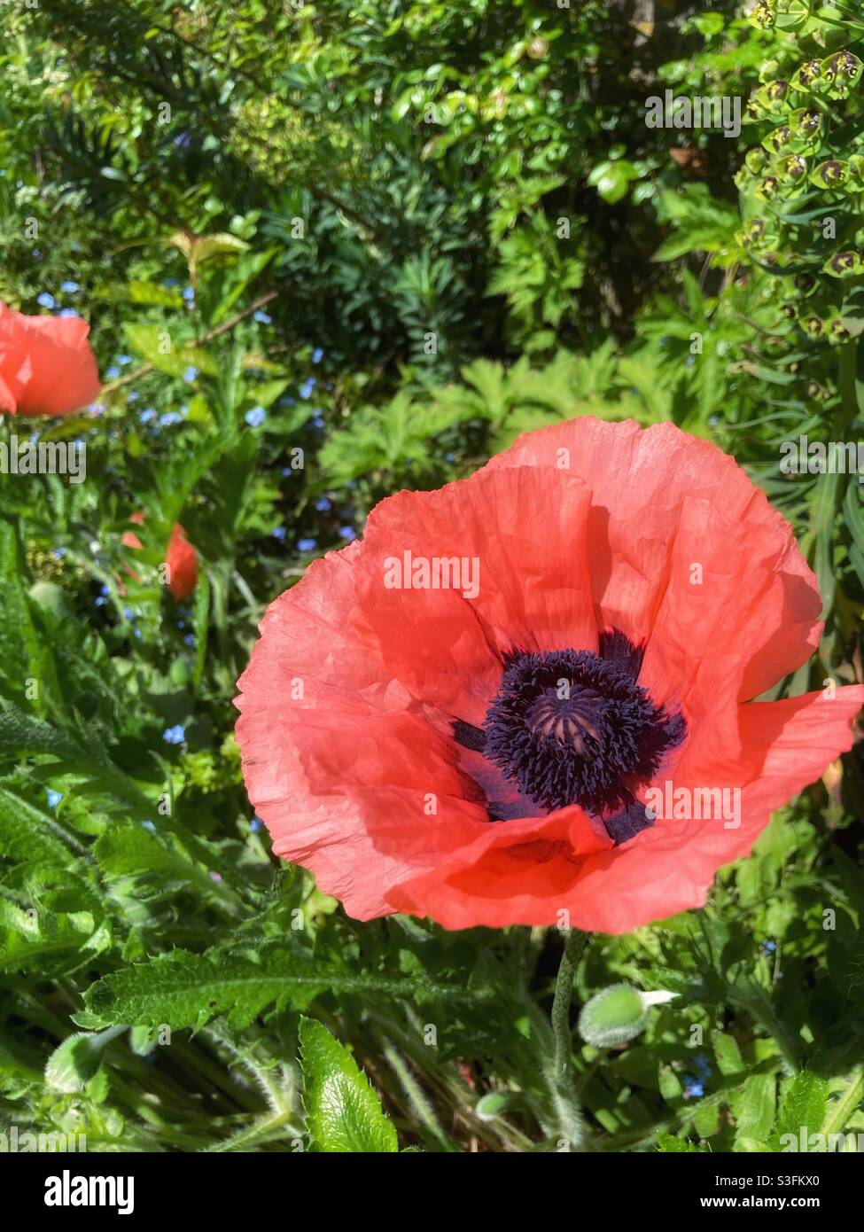 Giant poppy hi-res stock photography and images - Alamy