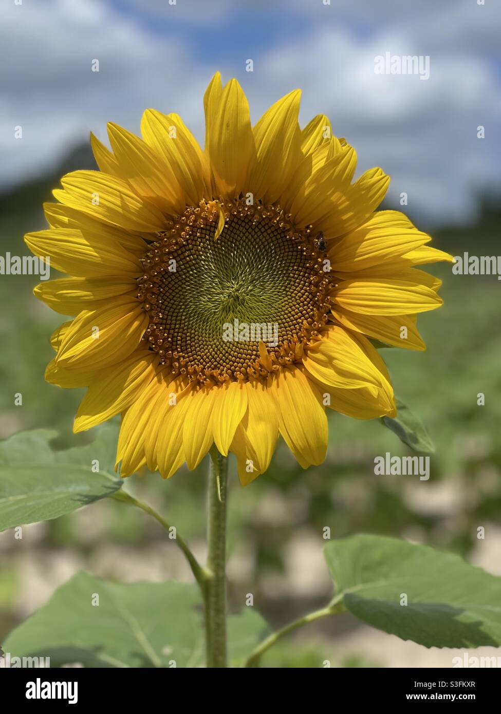 Sunflower growing on a farm Stock Photo - Alamy