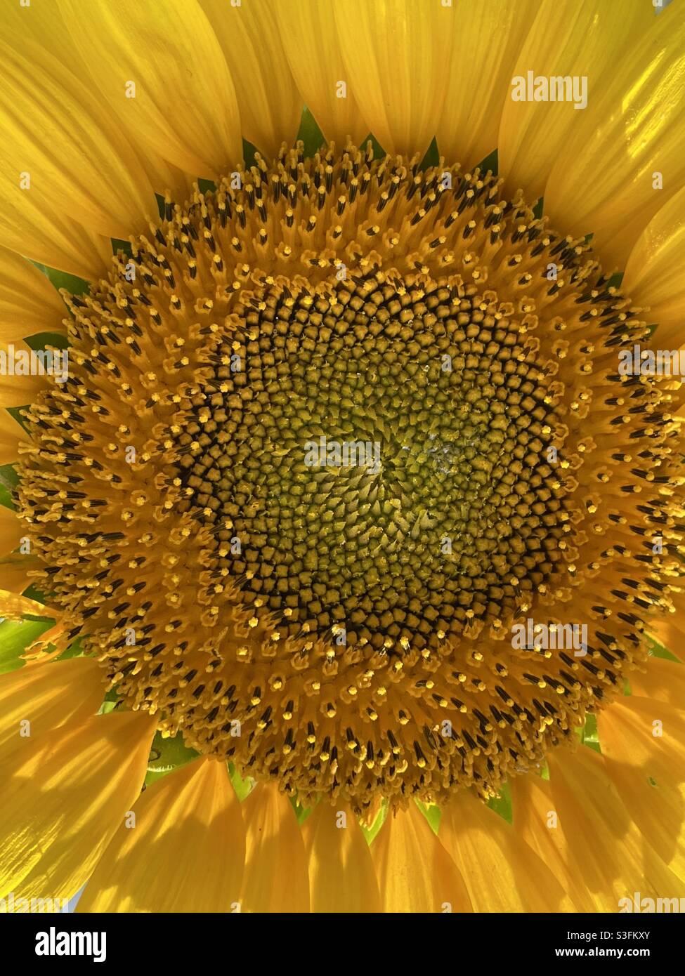 Details of a sunflower textures Stock Photo - Alamy