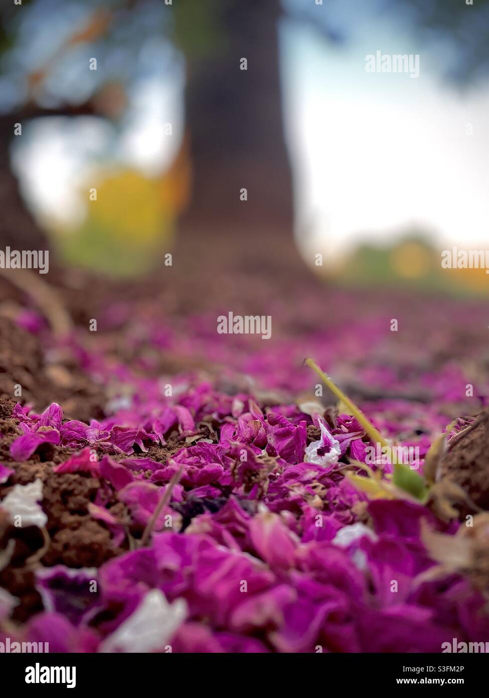 Potpourri (flower) scattered on the ground with a palm green tree ...