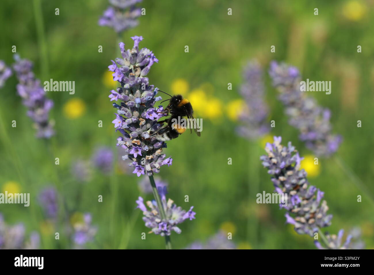Pianta lavanda hi-res stock photography and images - Alamy