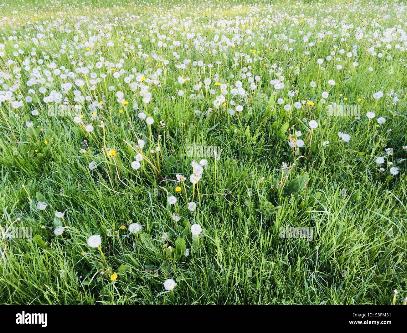 Grass field with wildflowers hi-res stock photography and images - Alamy
