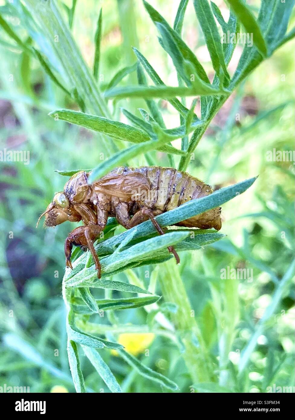 Locust carcass hi-res stock photography and images - Alamy