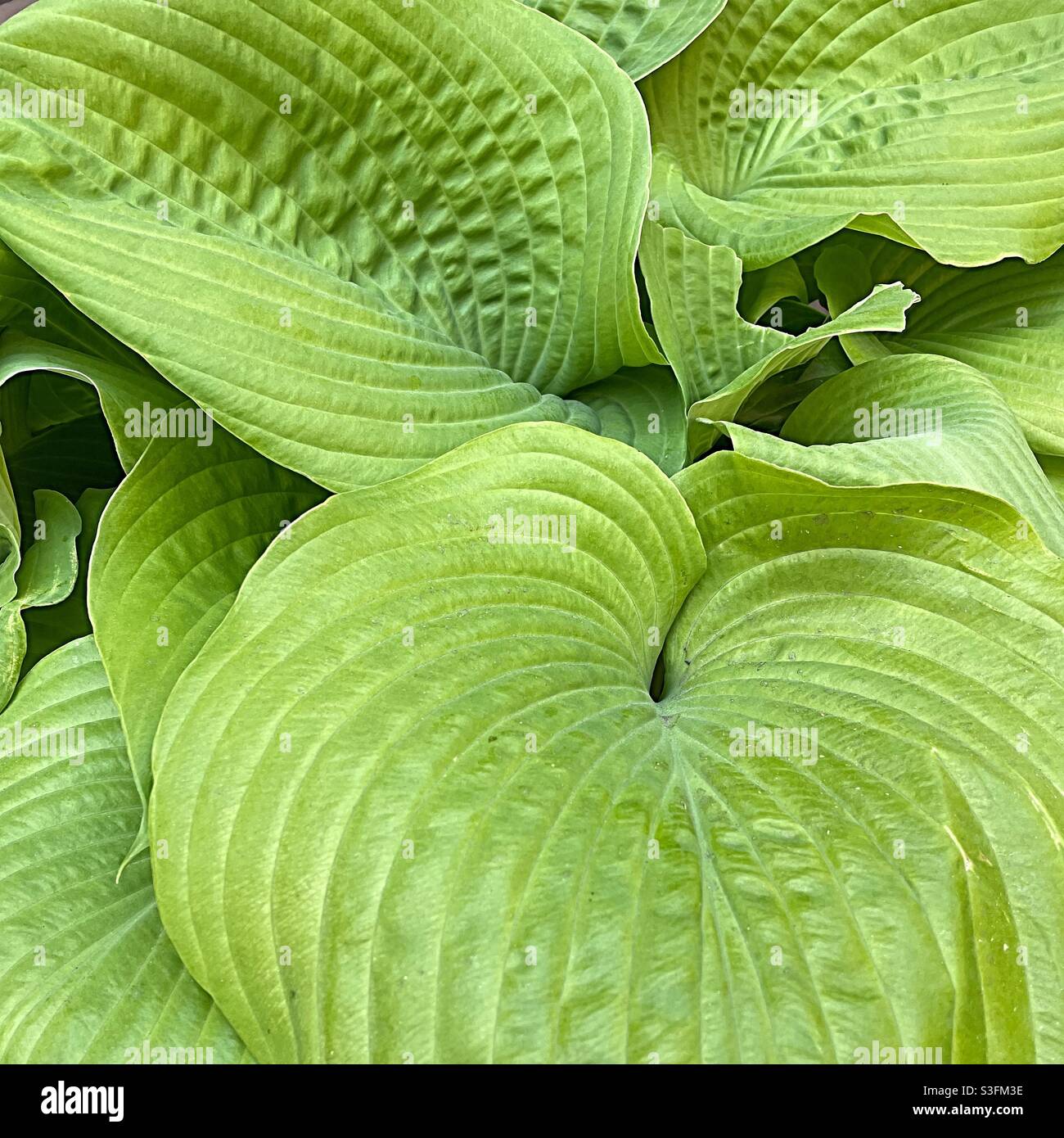 Leaves of a hosta guacamole plant Stock Photo - Alamy
