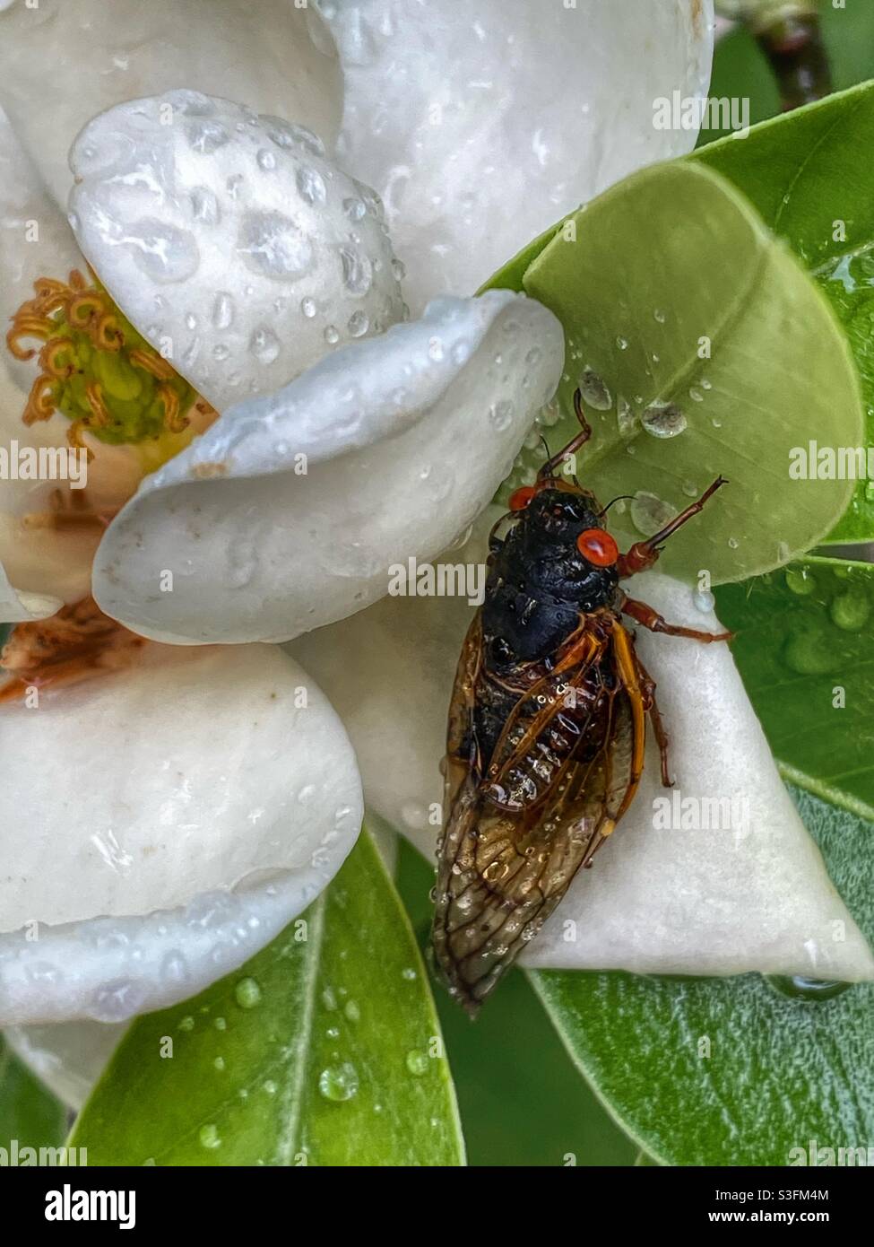 A cicada on a magnolia flower while it is raining Stock Photo - Alamy