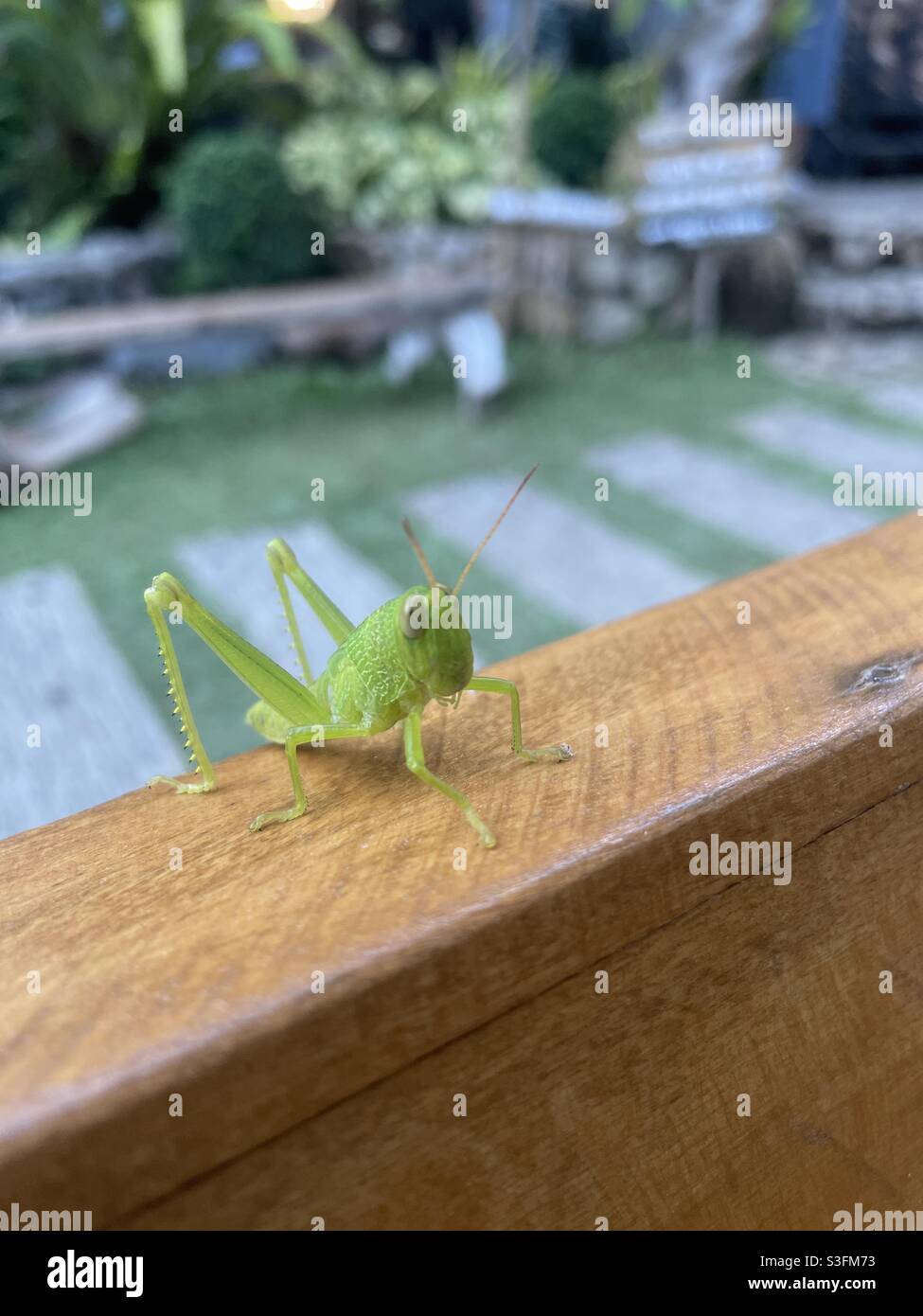 Jiminy cricket hi-res stock photography and images - Alamy