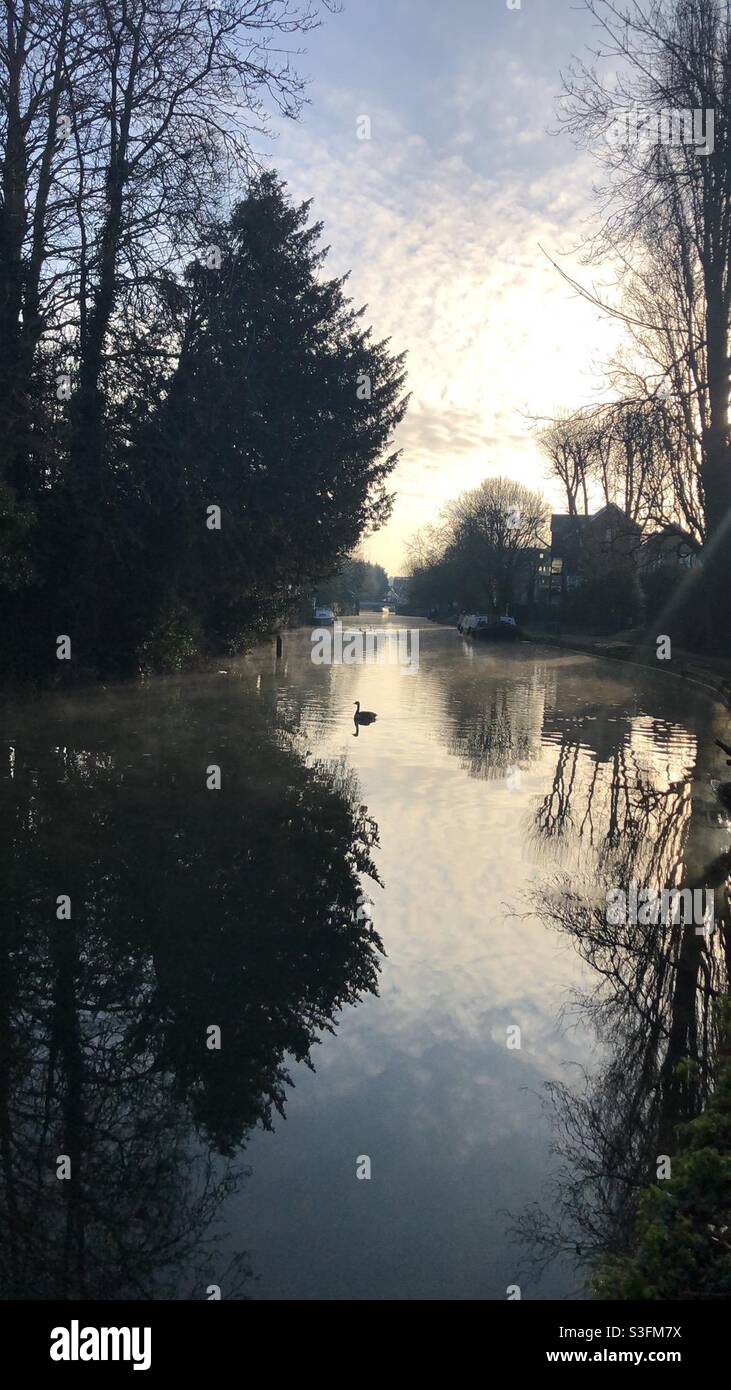 Ware hertfordshire river swan hi-res stock photography and images - Alamy