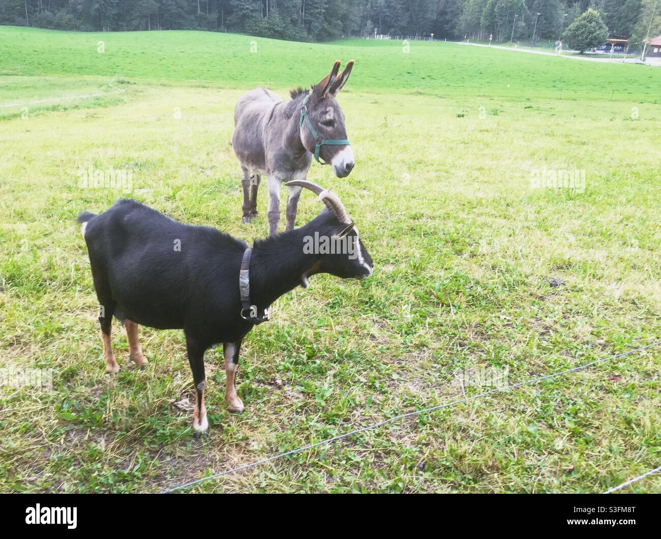 Goat and donkey on a pasture Stock Photo - Alamy