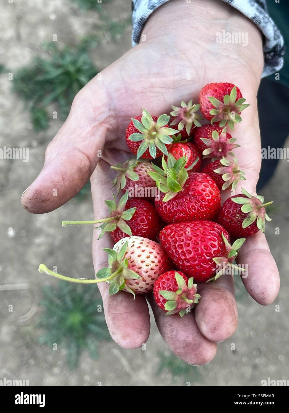Hand full strawberries hi-res stock photography and images - Alamy
