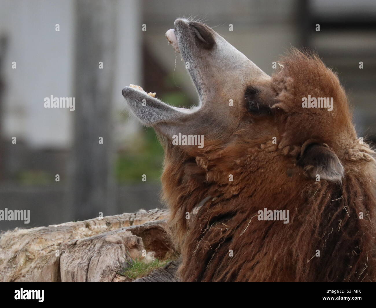 Laughing camel hi-res stock photography and images - Alamy