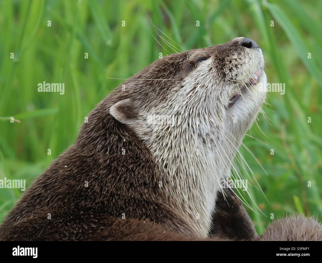 Otter close Up Stock Photo - Alamy