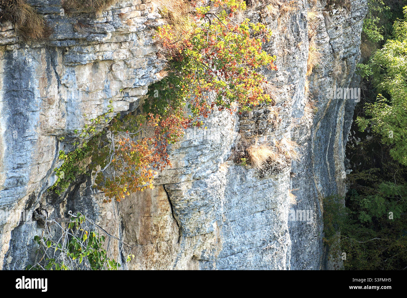 sheer cliff with trees growing on it Stock Photo - Alamy