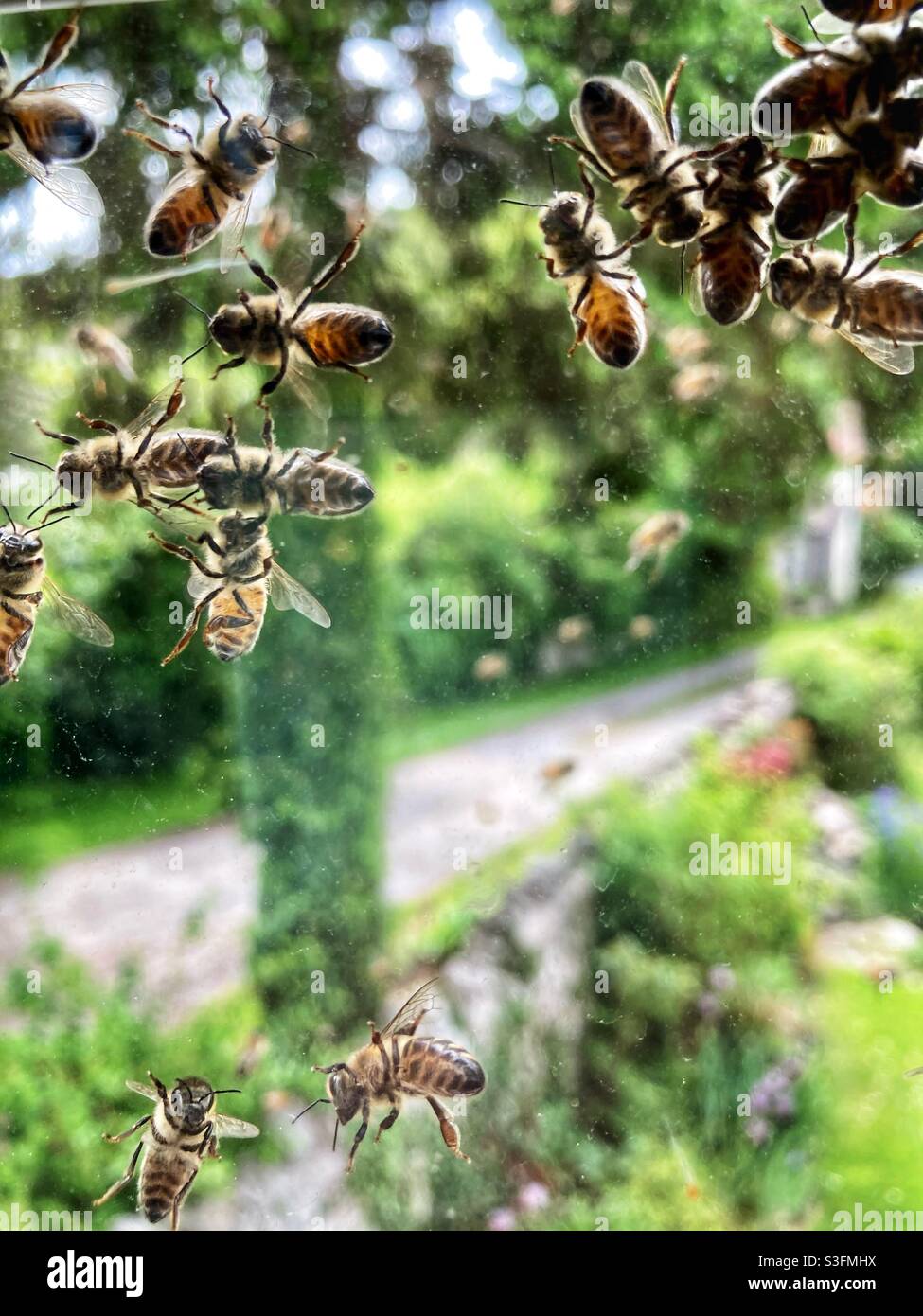 Swarming insects hi-res stock photography and images - Alamy