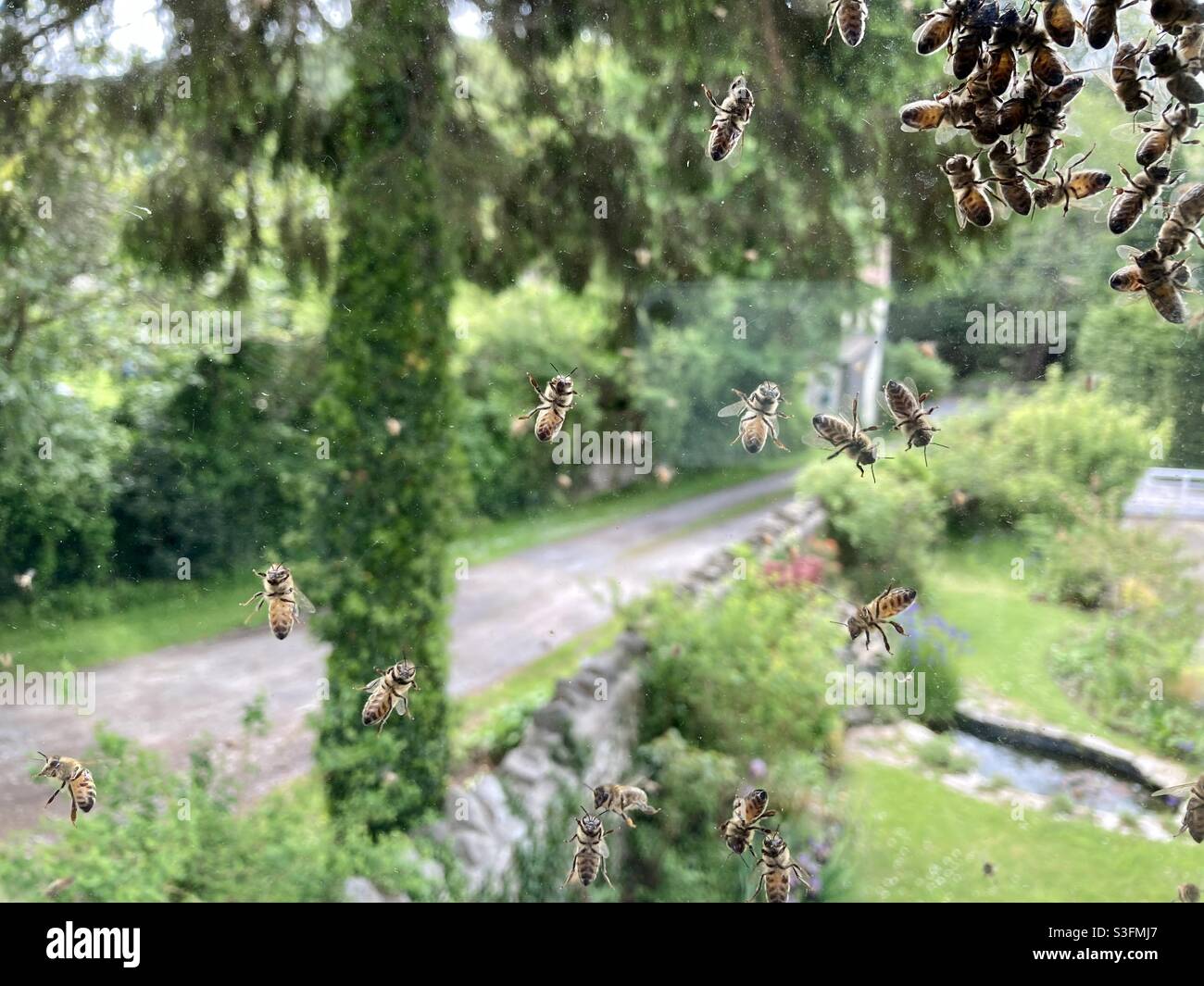 Swarming honey bee hi-res stock photography and images - Alamy