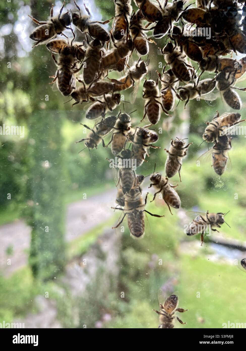 Winged insects swarming hi-res stock photography and images - Alamy