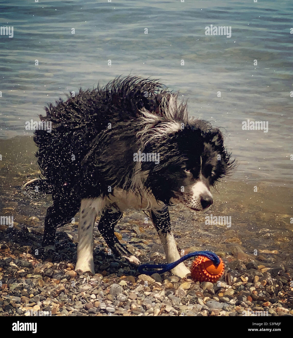 Wet dog fur hi-res stock photography and images - Alamy
