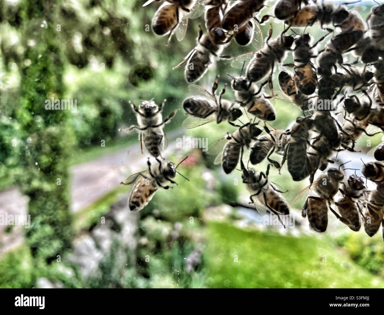 Bees on a window hi-res stock photography and images - Alamy