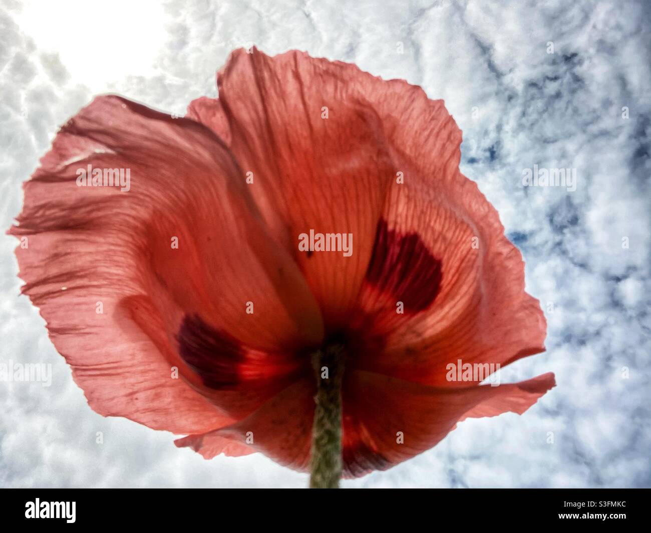 Giant red poppies hi-res stock photography and images - Alamy