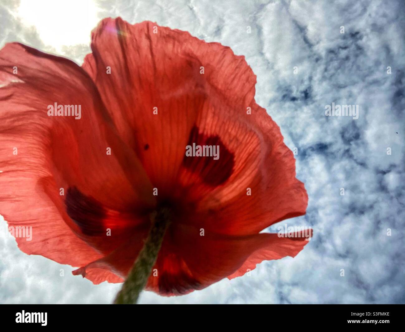 Giant poppy hi-res stock photography and images - Alamy