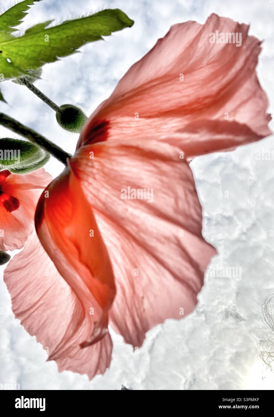Giant poppy hi-res stock photography and images - Alamy