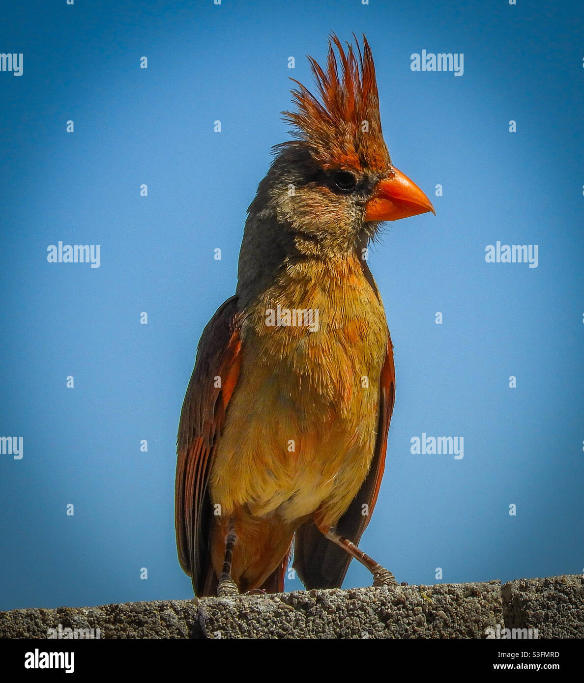 Female cardinal hi-res stock photography and images - Alamy
