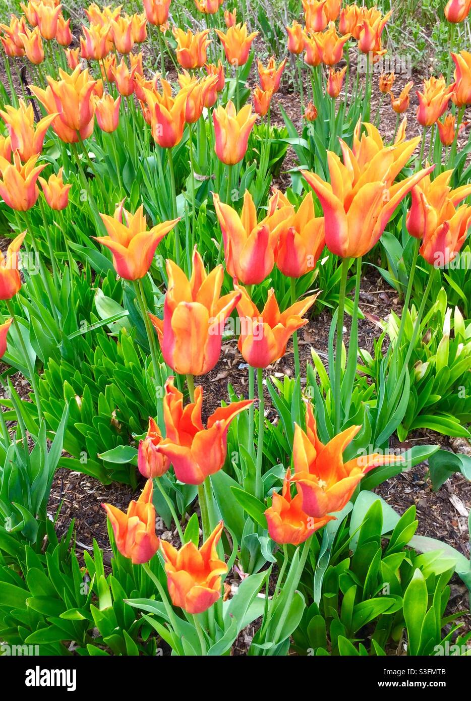 Fire tulips hi-res stock photography and images - Alamy