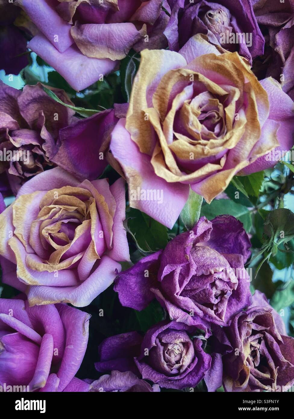 Rose wilting hi-res stock photography and images - Alamy