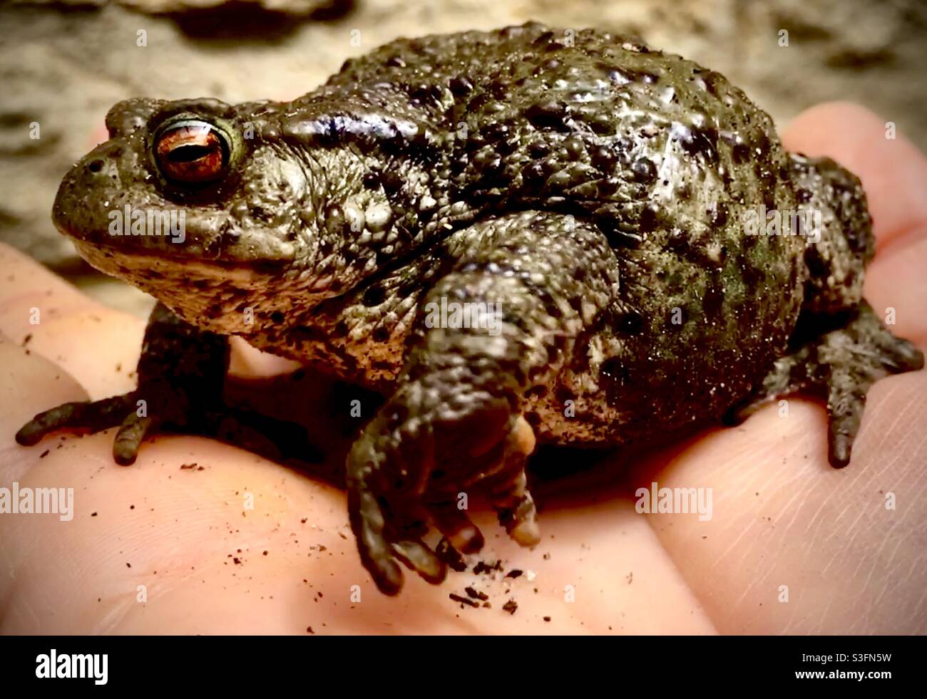 Warts hand hi-res stock photography and images - Alamy