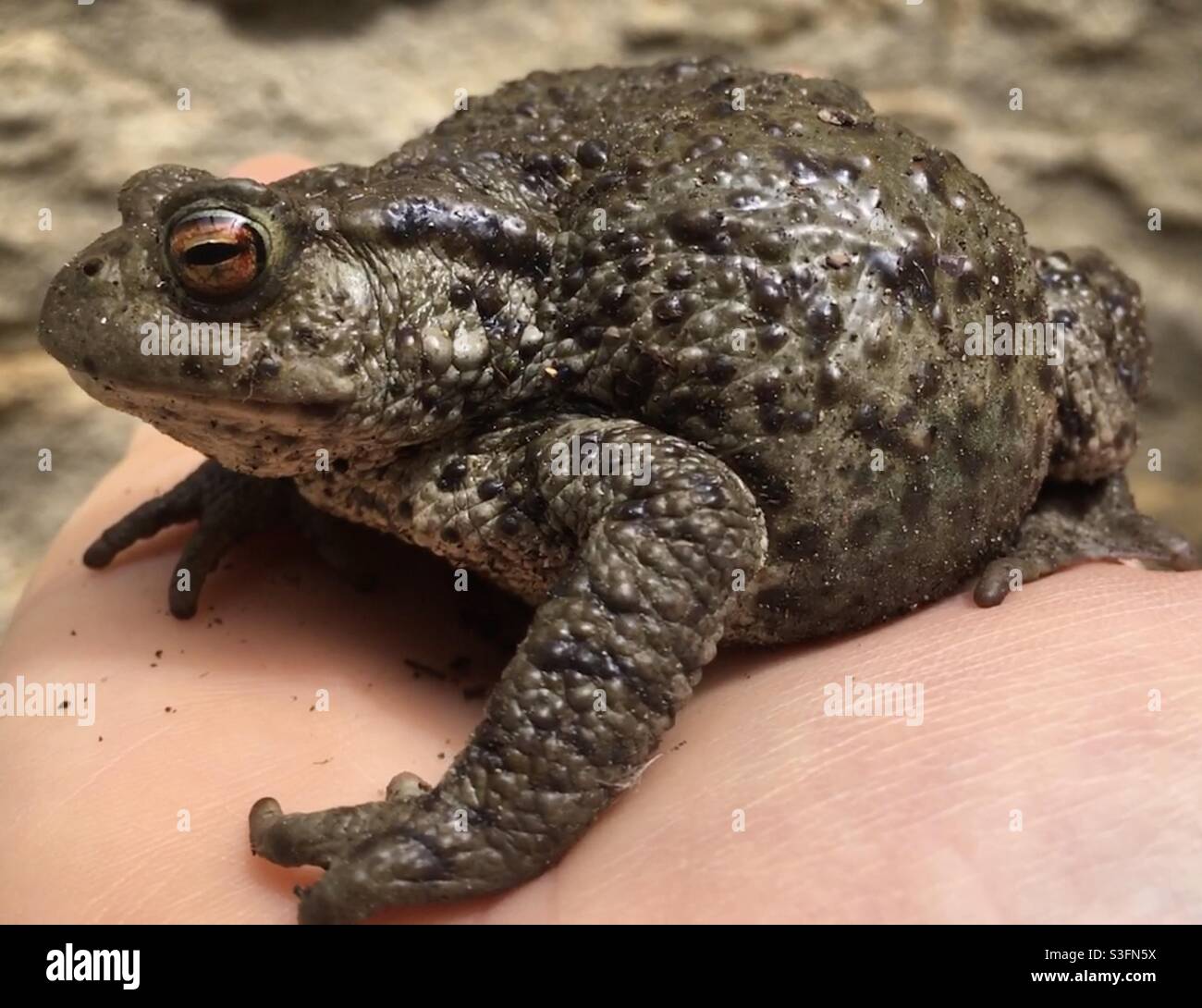 Toad on Himan Hand Stock Photo - Alamy