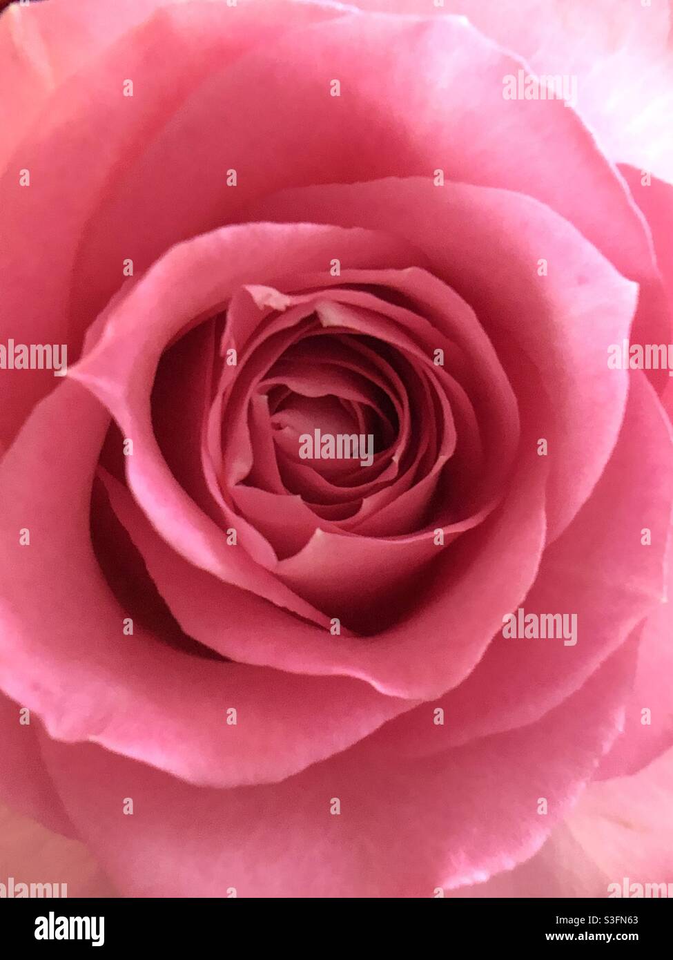 Pink Rose II Stock Photo - Alamy