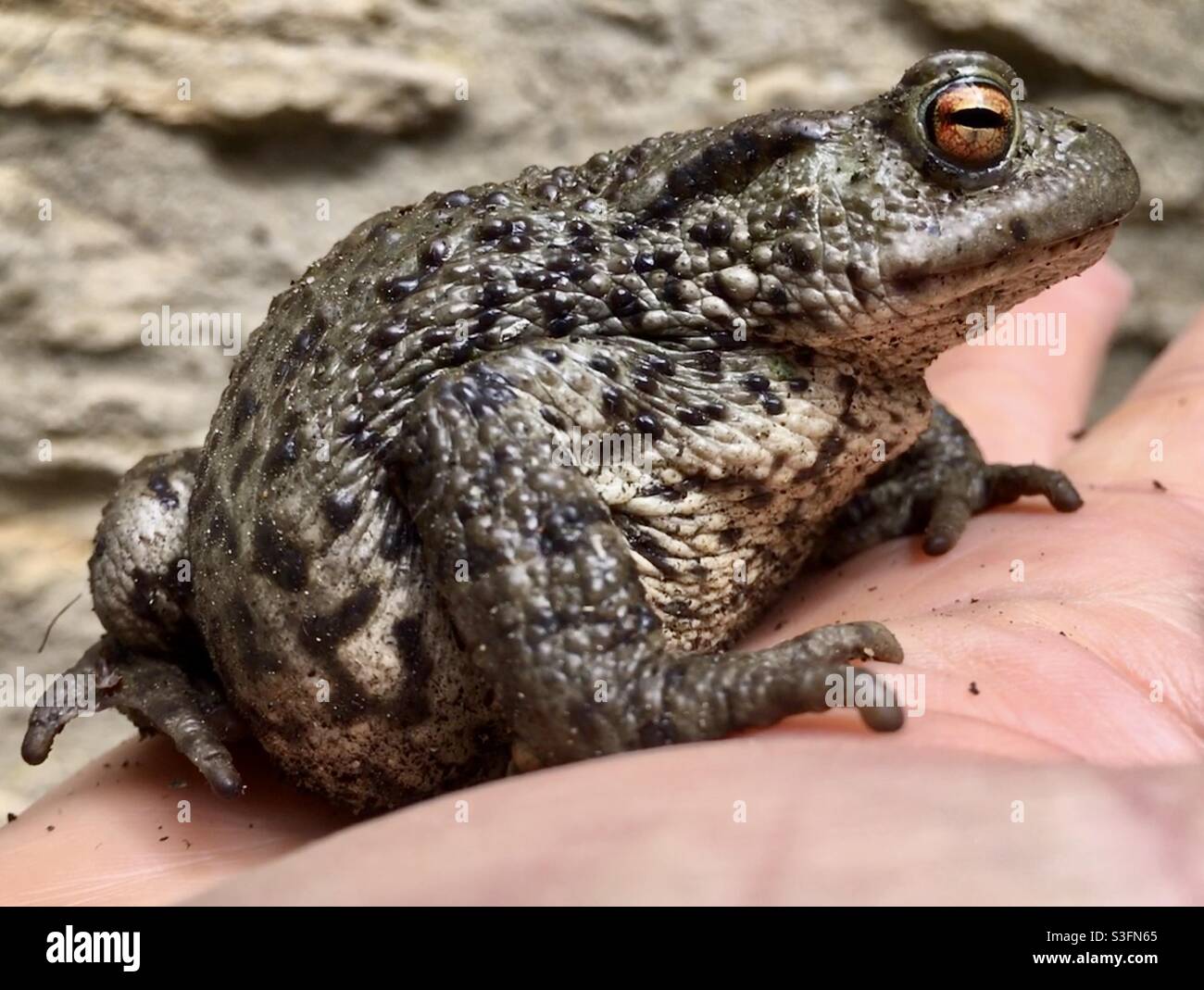 Toad Profile on Human Hand Stock Photo - Alamy