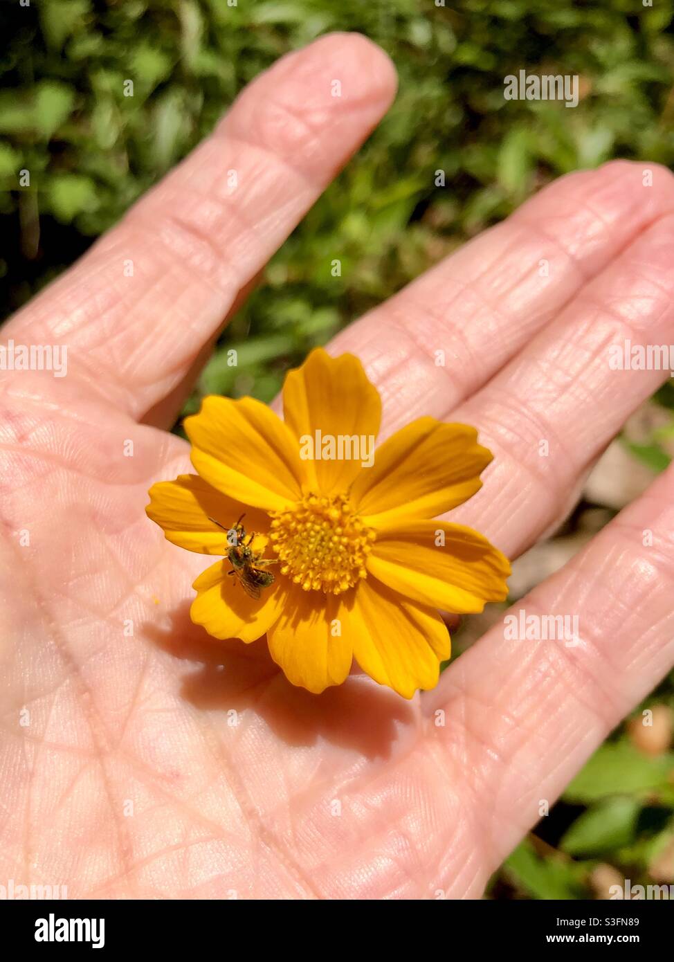 Bee on hand hi-res stock photography and images - Alamy
