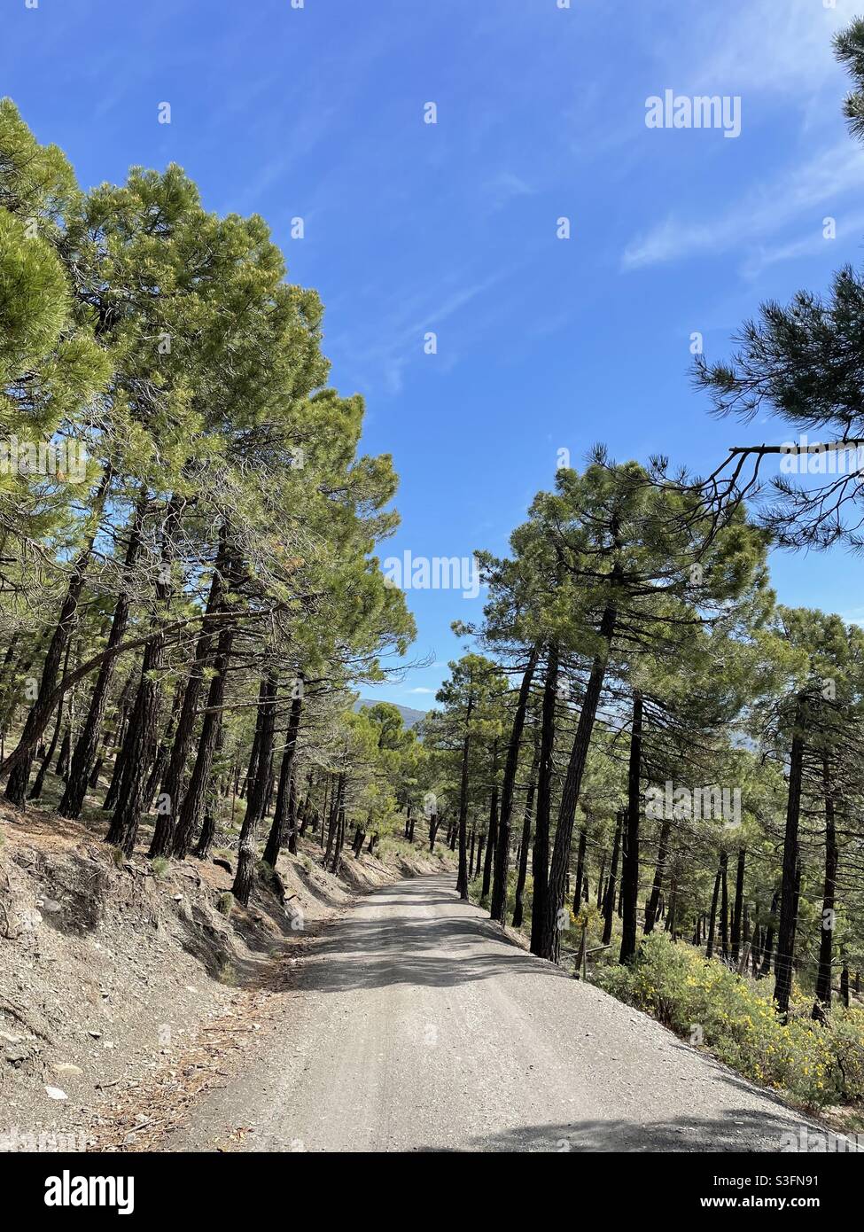 Track through pine forest hi-res stock photography and images - Alamy