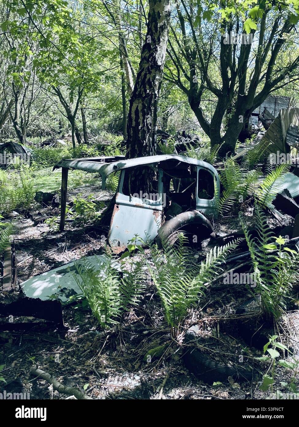 Car tree hi-res stock photography and images - Alamy