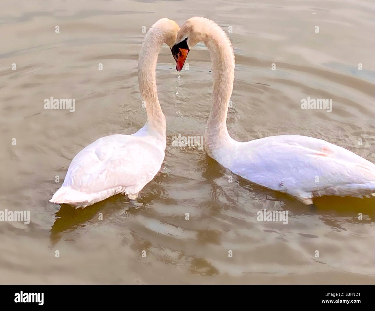 Swans Love High Resolution Stock Photography and Images - Alamy