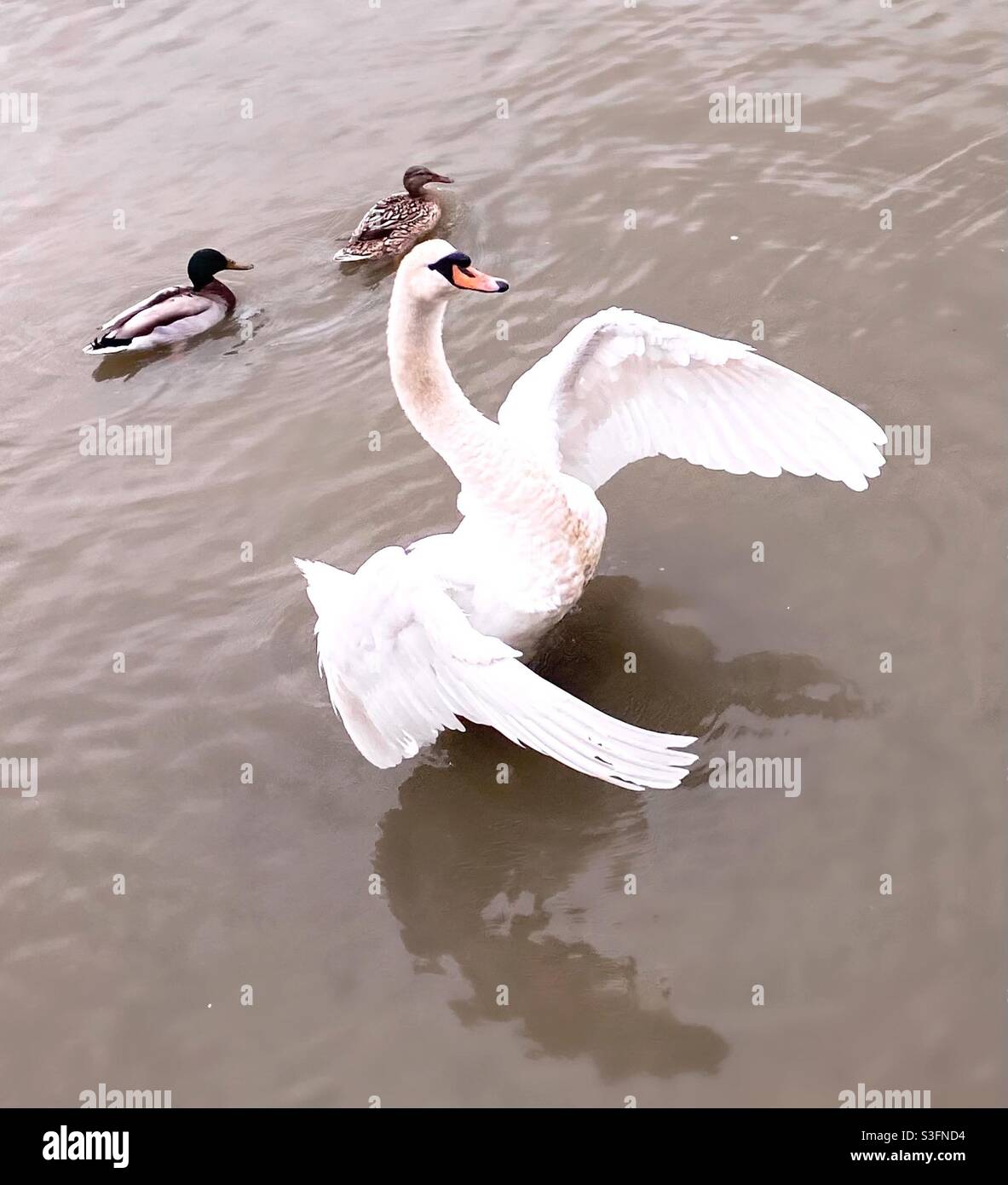 Swan dance hi-res stock photography and images - Alamy